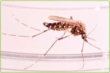 Mücken – Viticks® von Hennig Arzneimittel